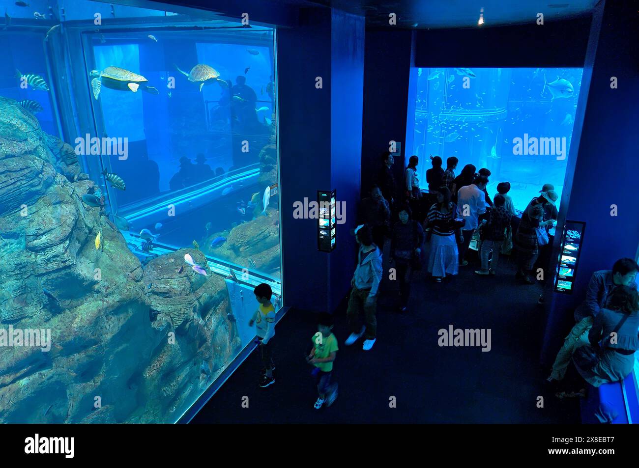 Trapezoid fish hi-res stock photography and images - Alamy