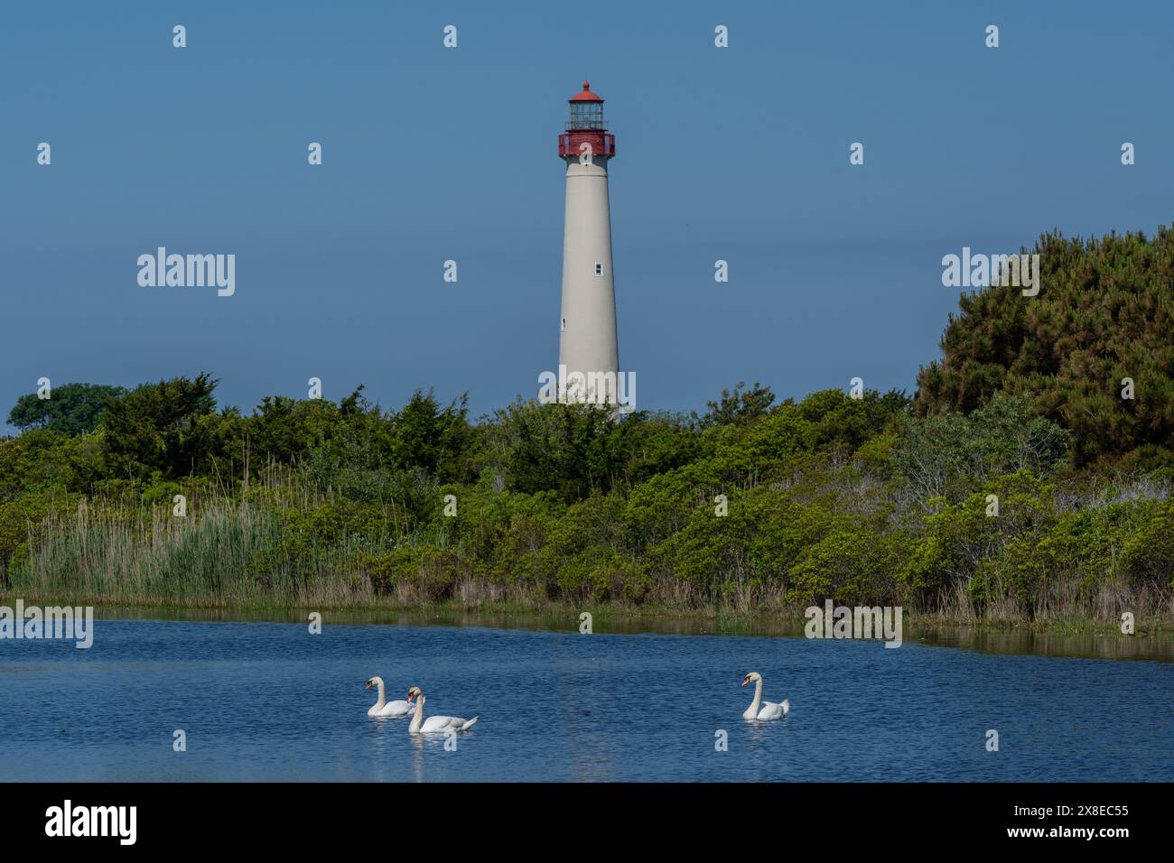 Swans swim in pond with Cape May Lighthouse in background Stock Photo ...