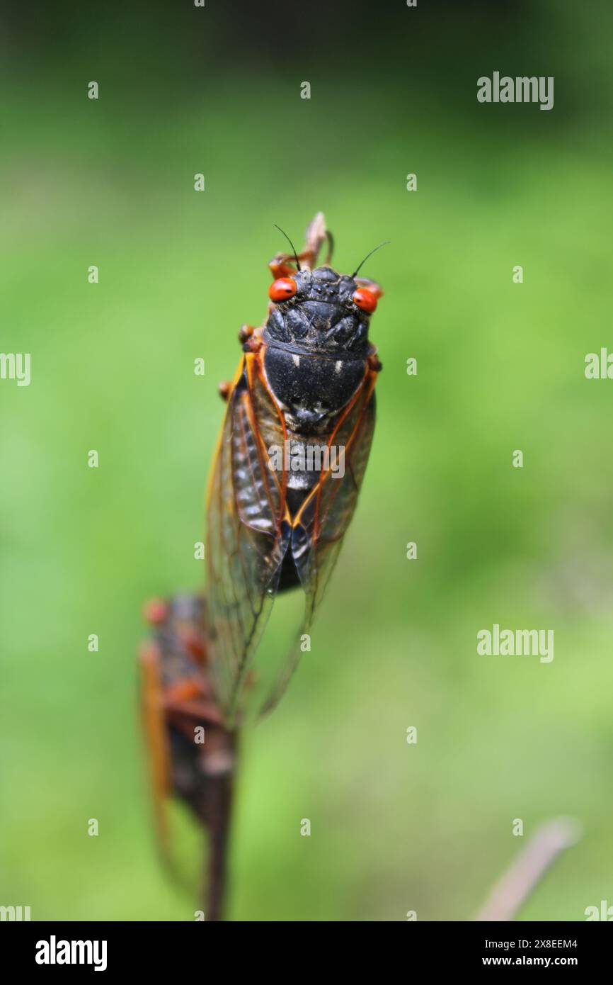 Brood xiii hi-res stock photography and images - Alamy