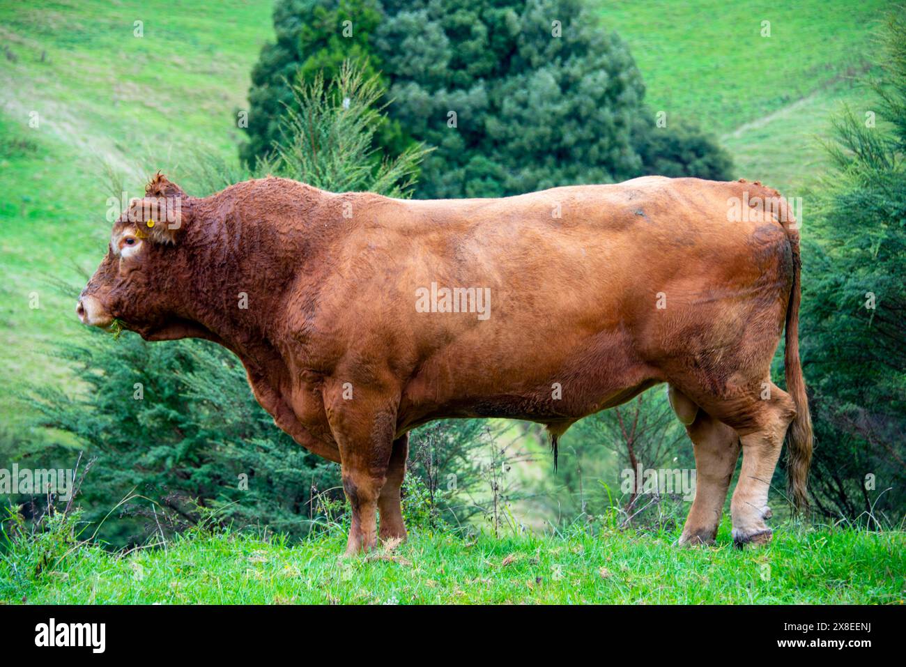 Limousin Bull - New Zealand Stock Photo - Alamy