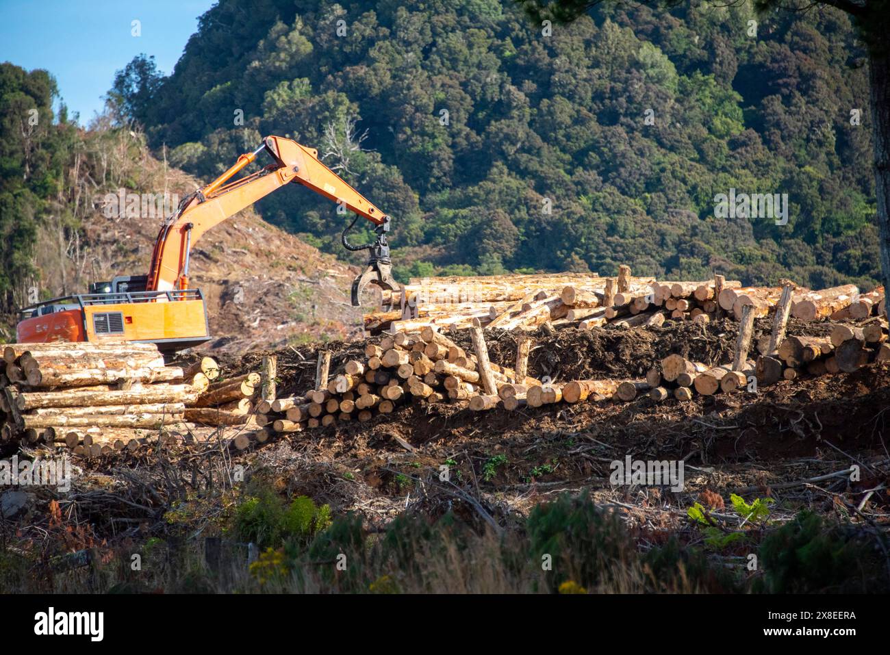 Industrial Tree Logging - New Zealand Stock Photo - Alamy