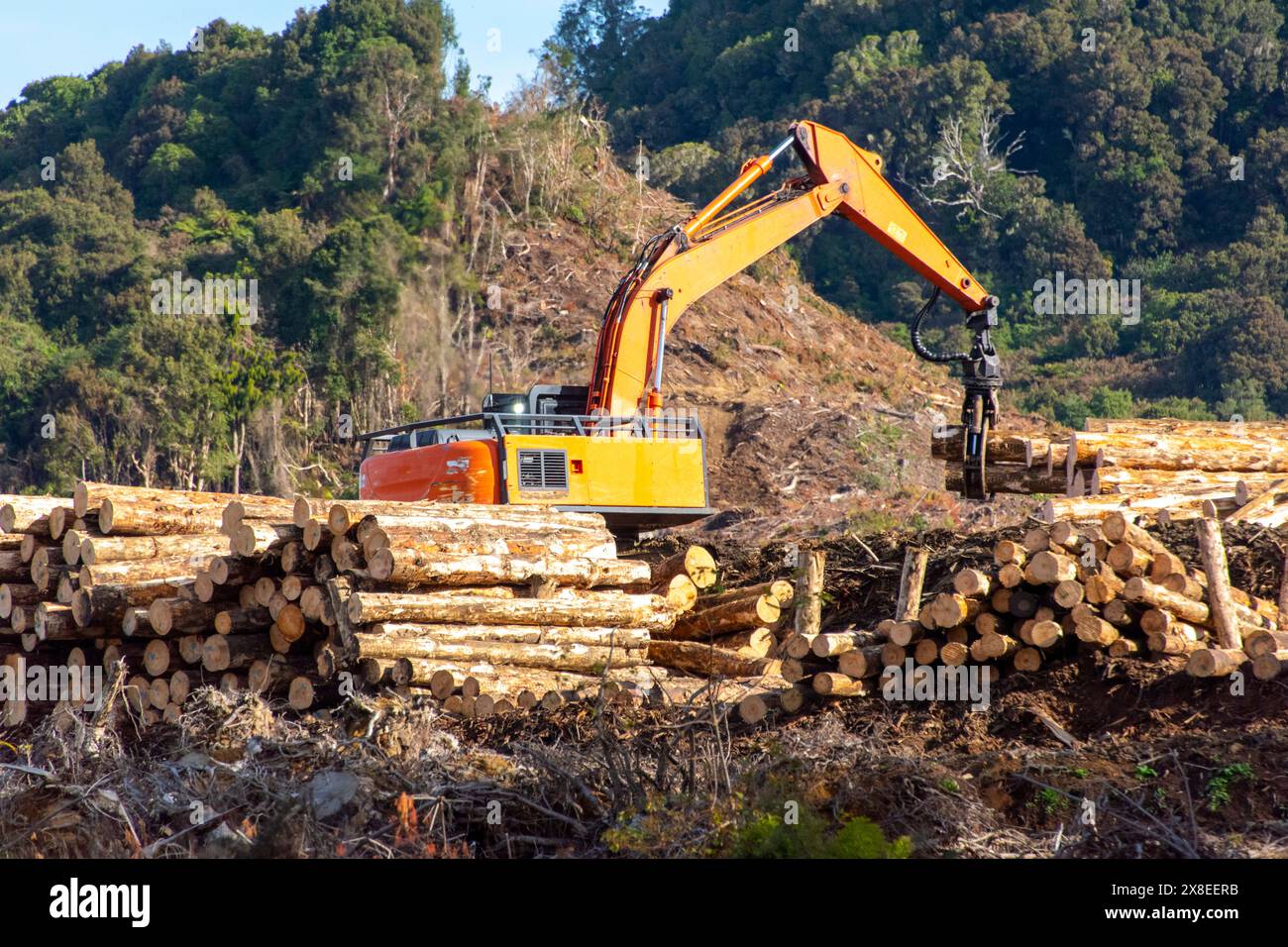 Industrial Tree Logging - New Zealand Stock Photo - Alamy