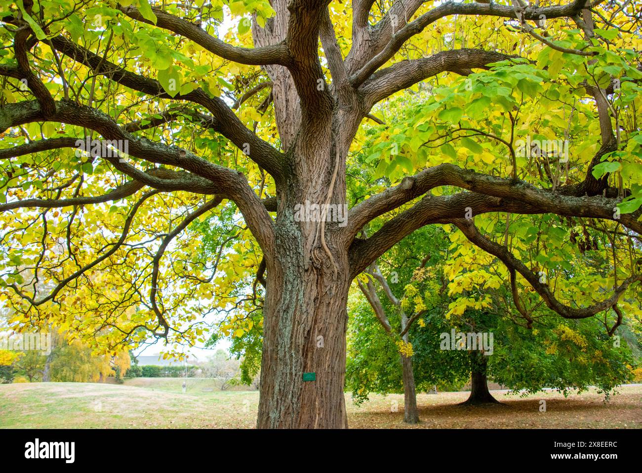Indian bean tree hi-res stock photography and images - Alamy