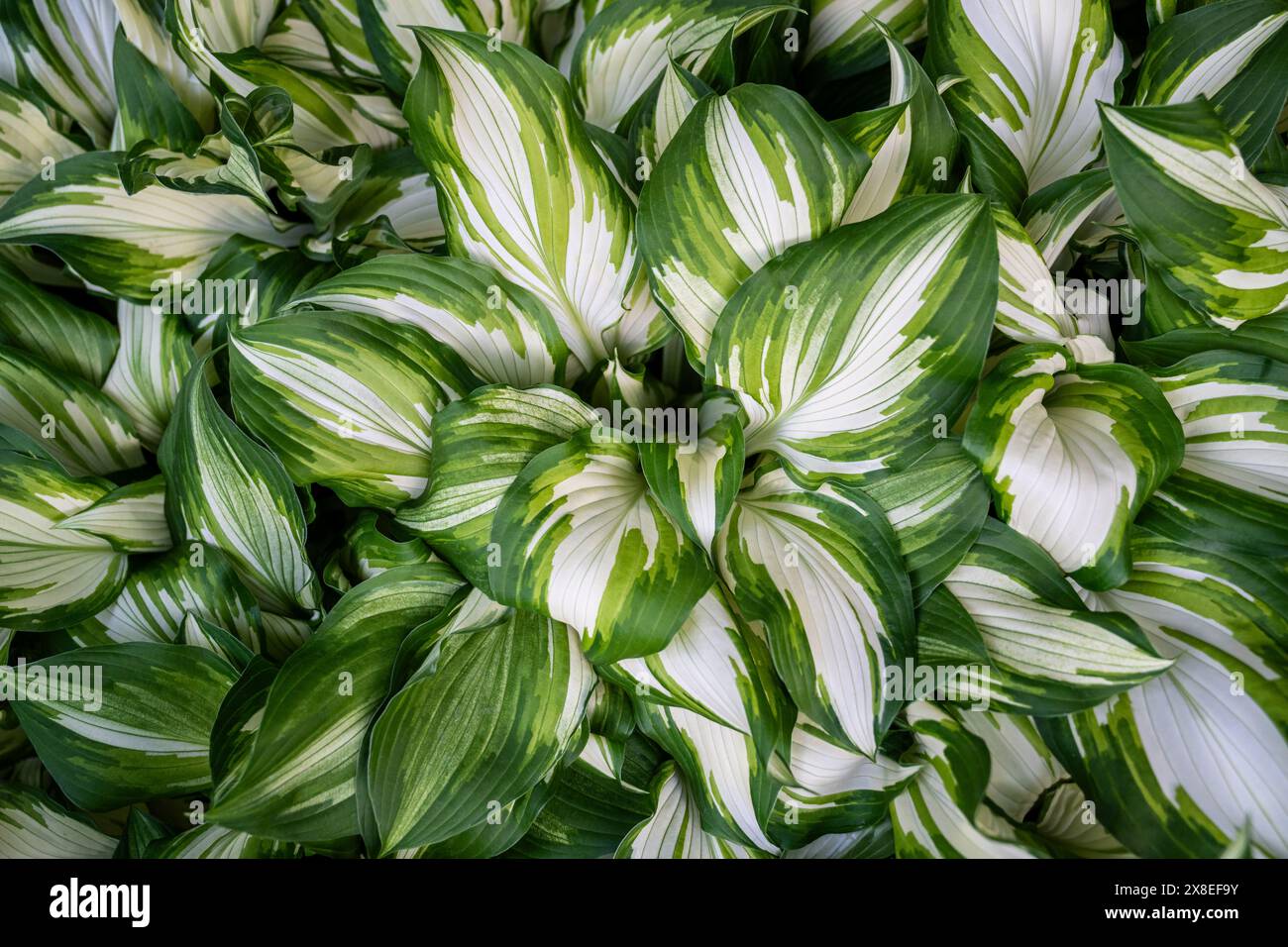 Closeup of bush hosta with variegated white-green striped foliage ...