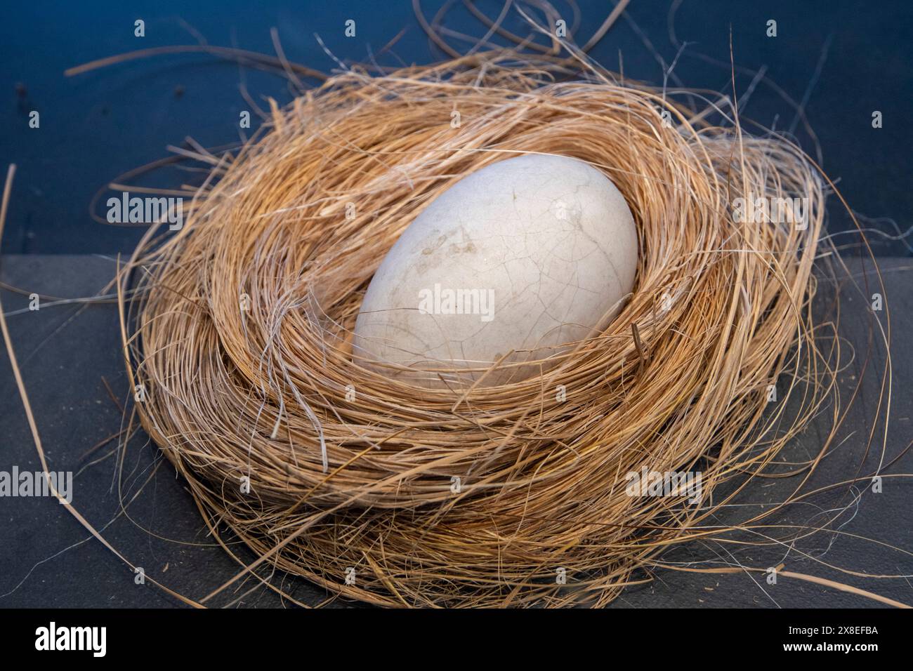 Brown kiwi egg hi-res stock photography and images - Alamy