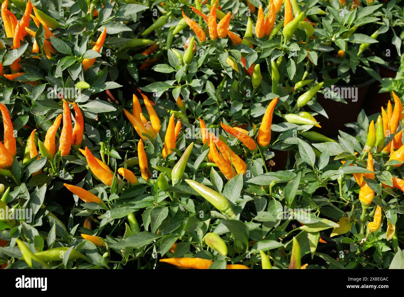Chilli growing in garden hi-res stock photography and images - Alamy