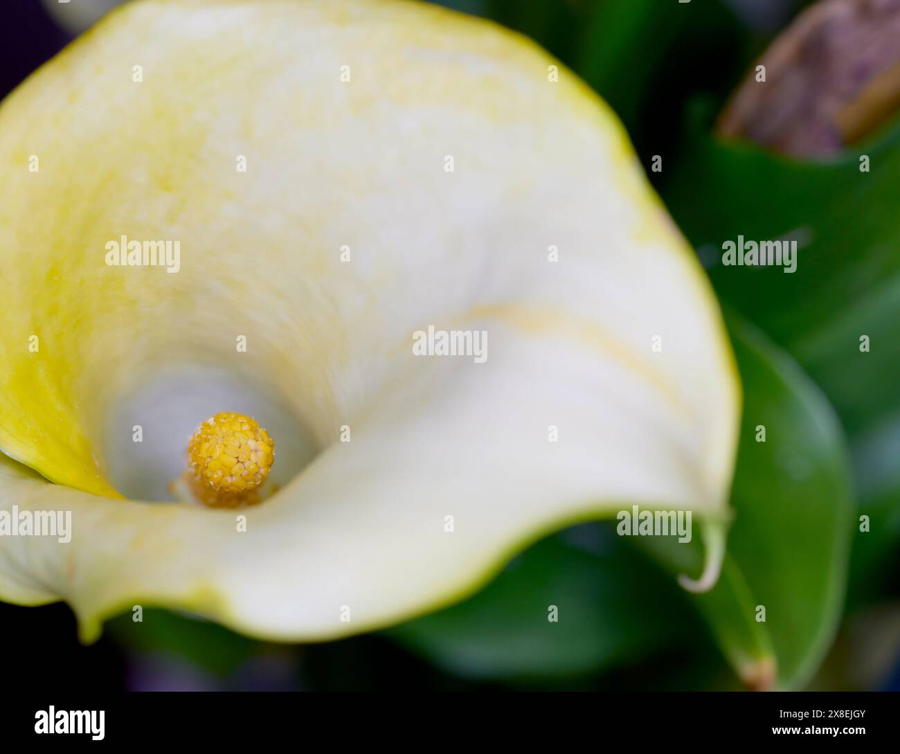 Close up of a yellow Calla Lily flower Stock Photo - Alamy