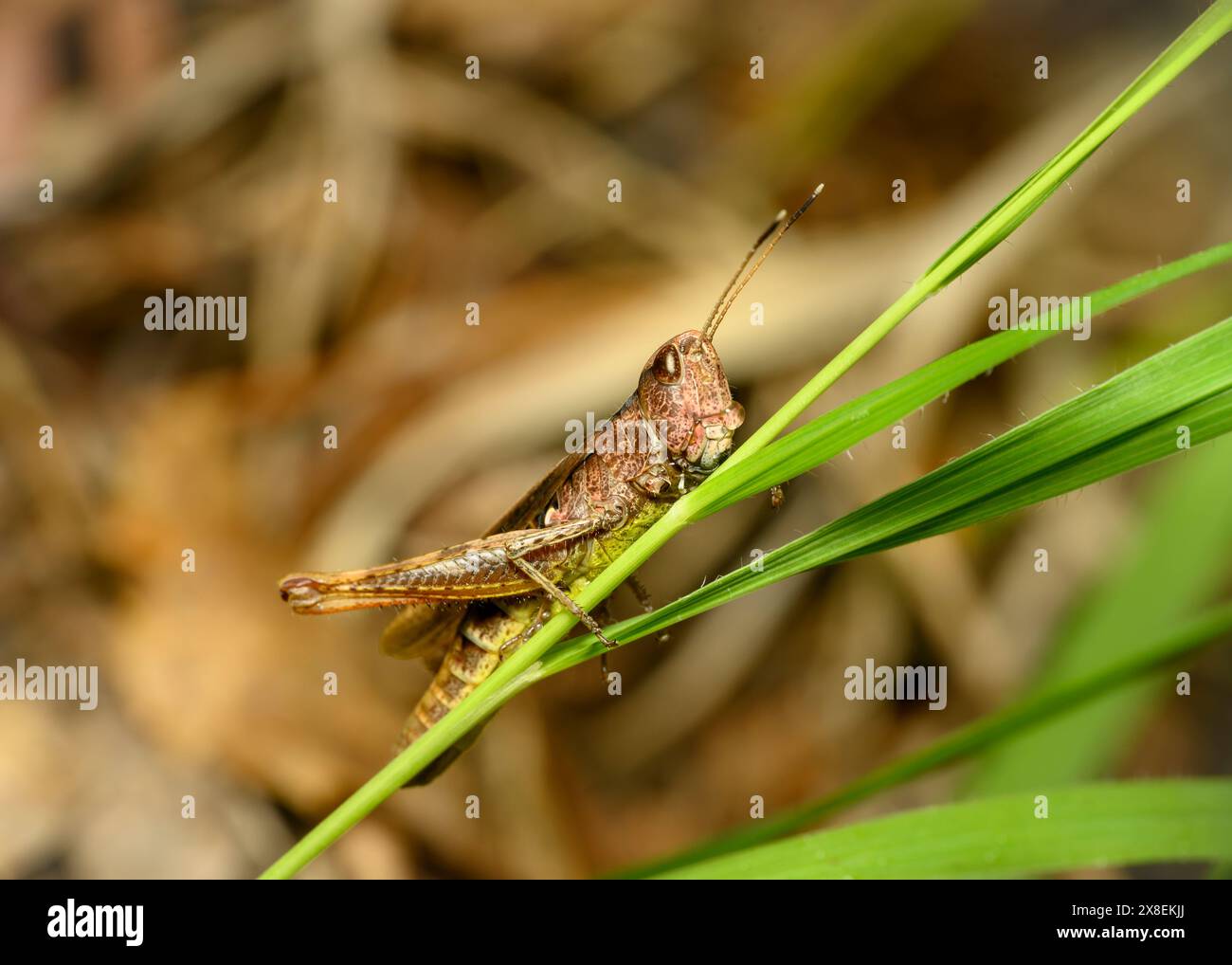 Grasshopper sitting on grass stem hi-res stock photography and images ...