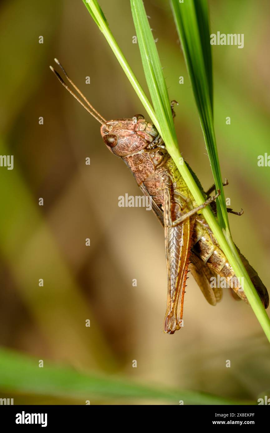 Grasshopper sitting on grass stem hi-res stock photography and images ...