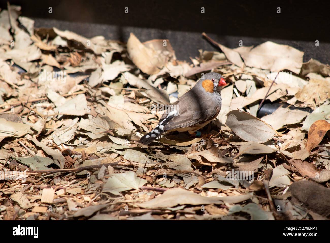 the male zebra finch has a grey body with a white under belly with a ...