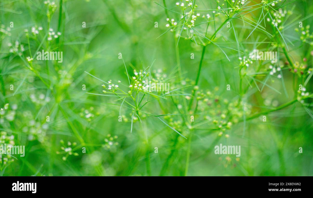 Cyclospermum leptophyllum (marsh parsley, slender celery, fir-leaved ...