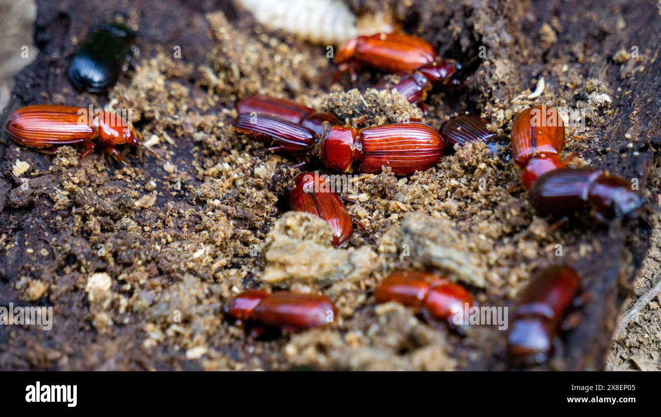 Darkling beetle on rotten wood. Darkling beetle is the common name for ...