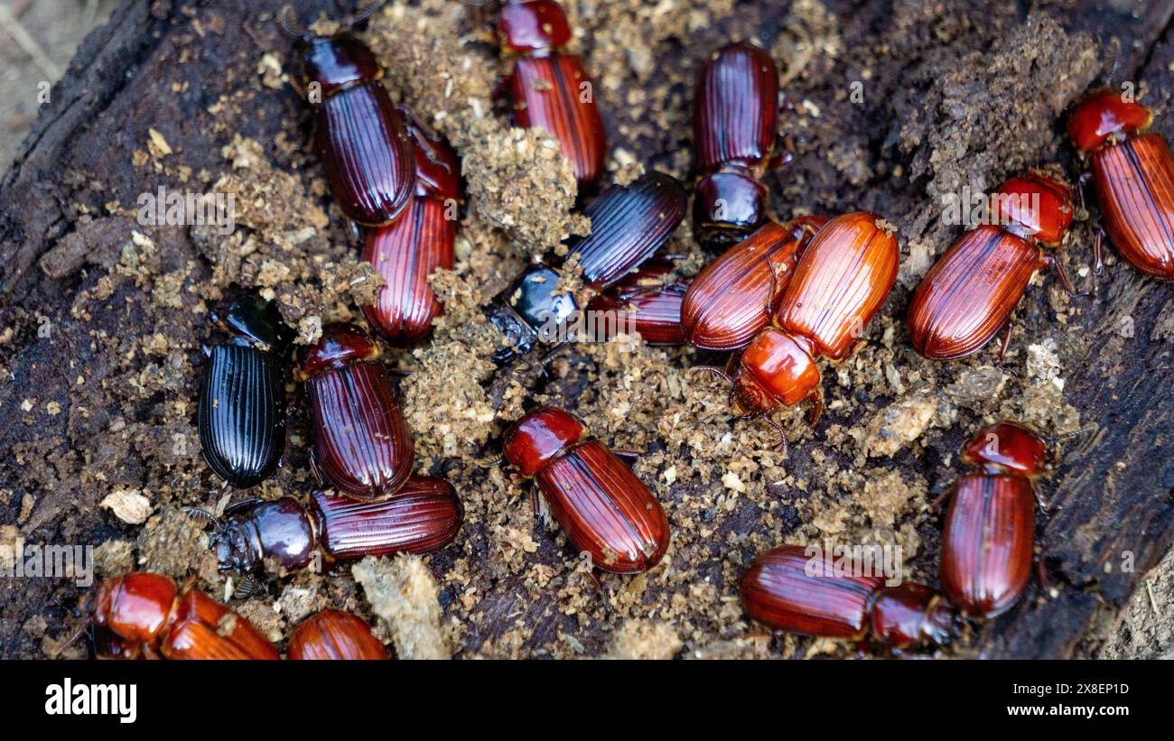 Darkling beetle on rotten wood. Darkling beetle is the common name for ...