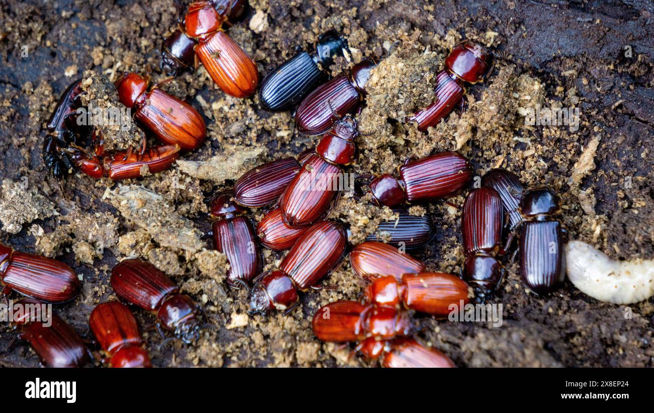 Darkling beetle on rotten wood. Darkling beetle is the common name for ...