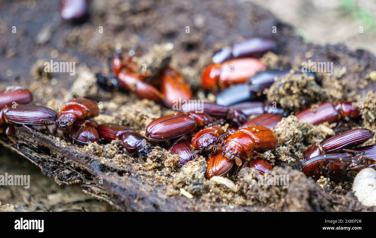 Darkling beetle on rotten wood. Darkling beetle is the common name for ...