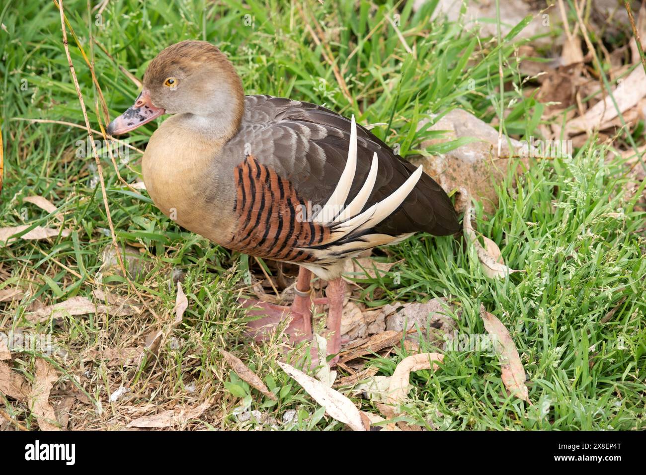 The plumed whistling duck's face and fore-neck are light, the crown and ...