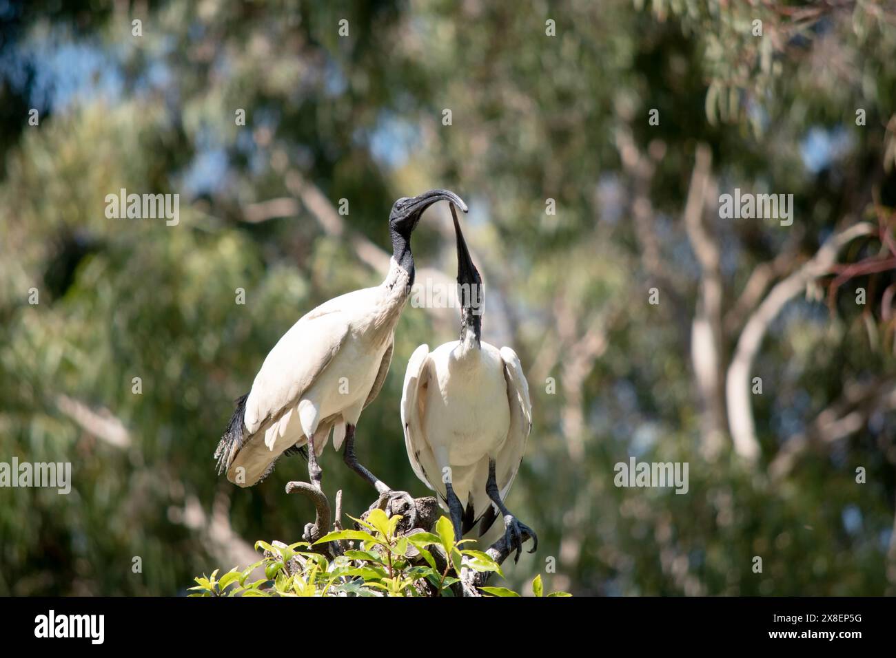Ibis chick hi-res stock photography and images - Alamy