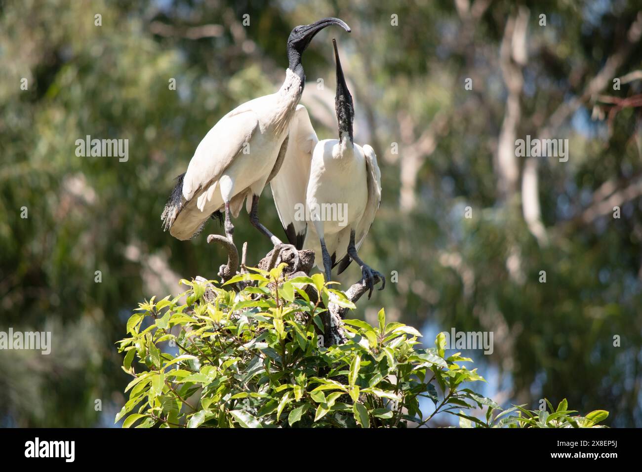 Ibis chick hi-res stock photography and images - Alamy