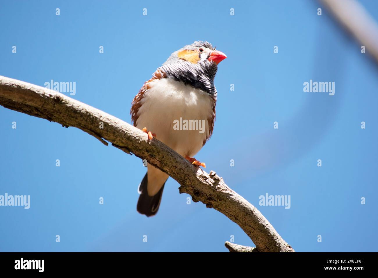 the male zebra finch has a grey body with a white under belly with a ...