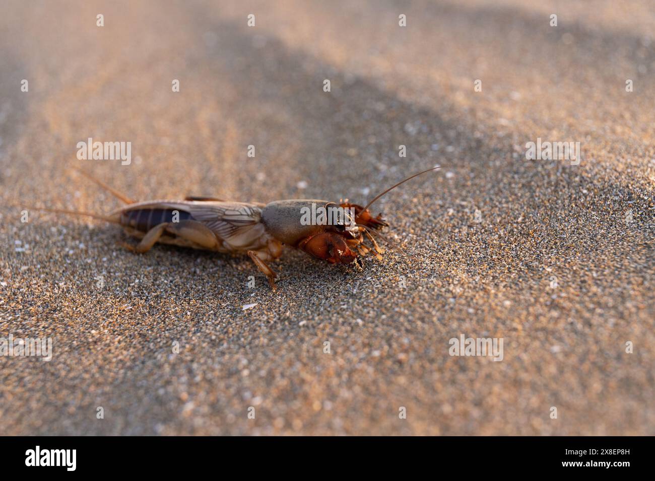 Scary big bear beetle on the beach Stock Photo - Alamy