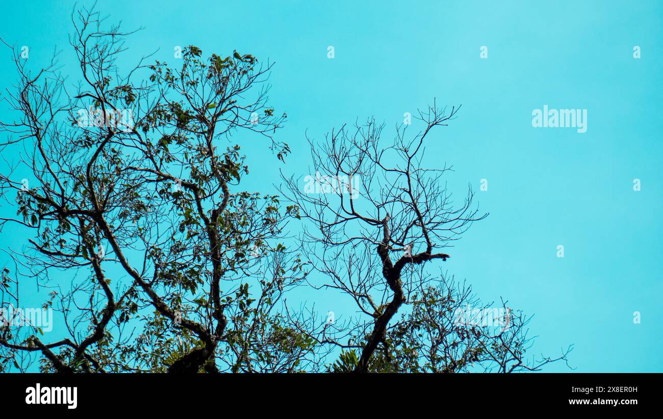 Tree with sky background. Templates for school assignments, work and ...