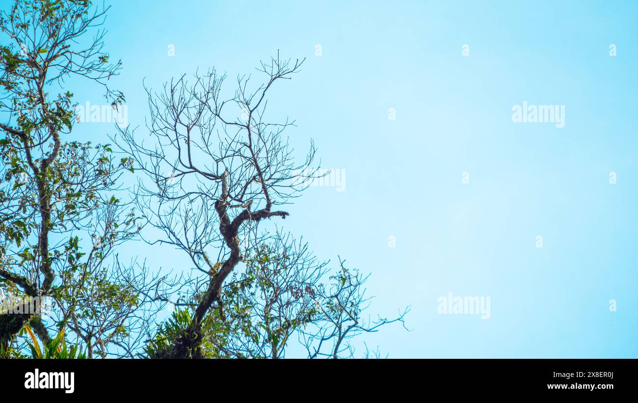 Tree with sky background. Templates for school assignments, work and ...