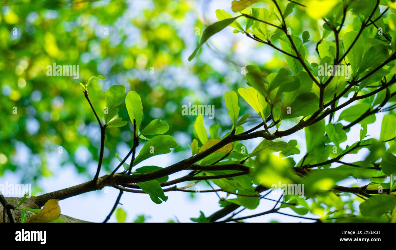 Terminalia mantaly (Also called Ketapang kencana, Madagascar Almond ...