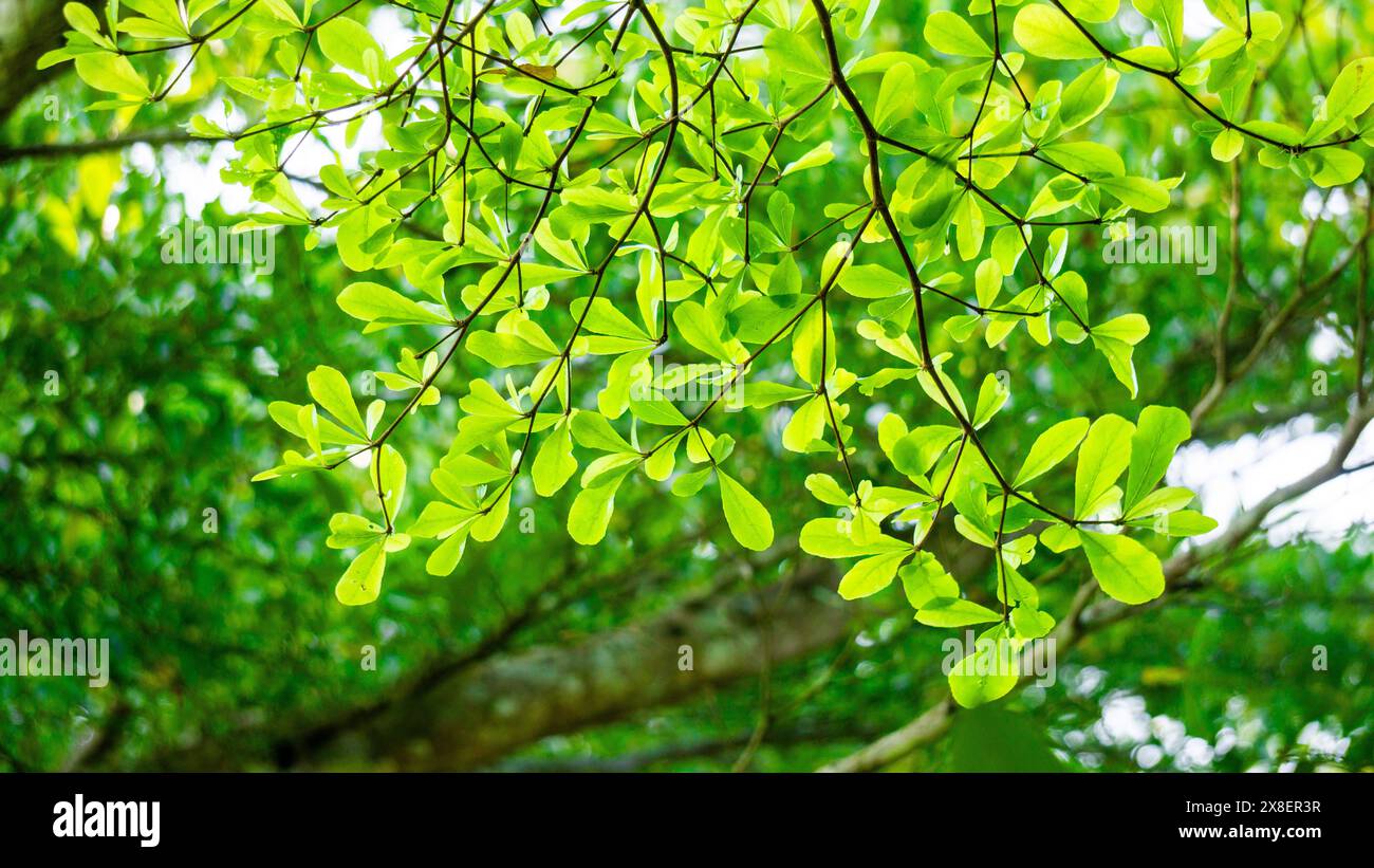 Terminalia mantaly (Also called Ketapang kencana, Madagascar Almond ...