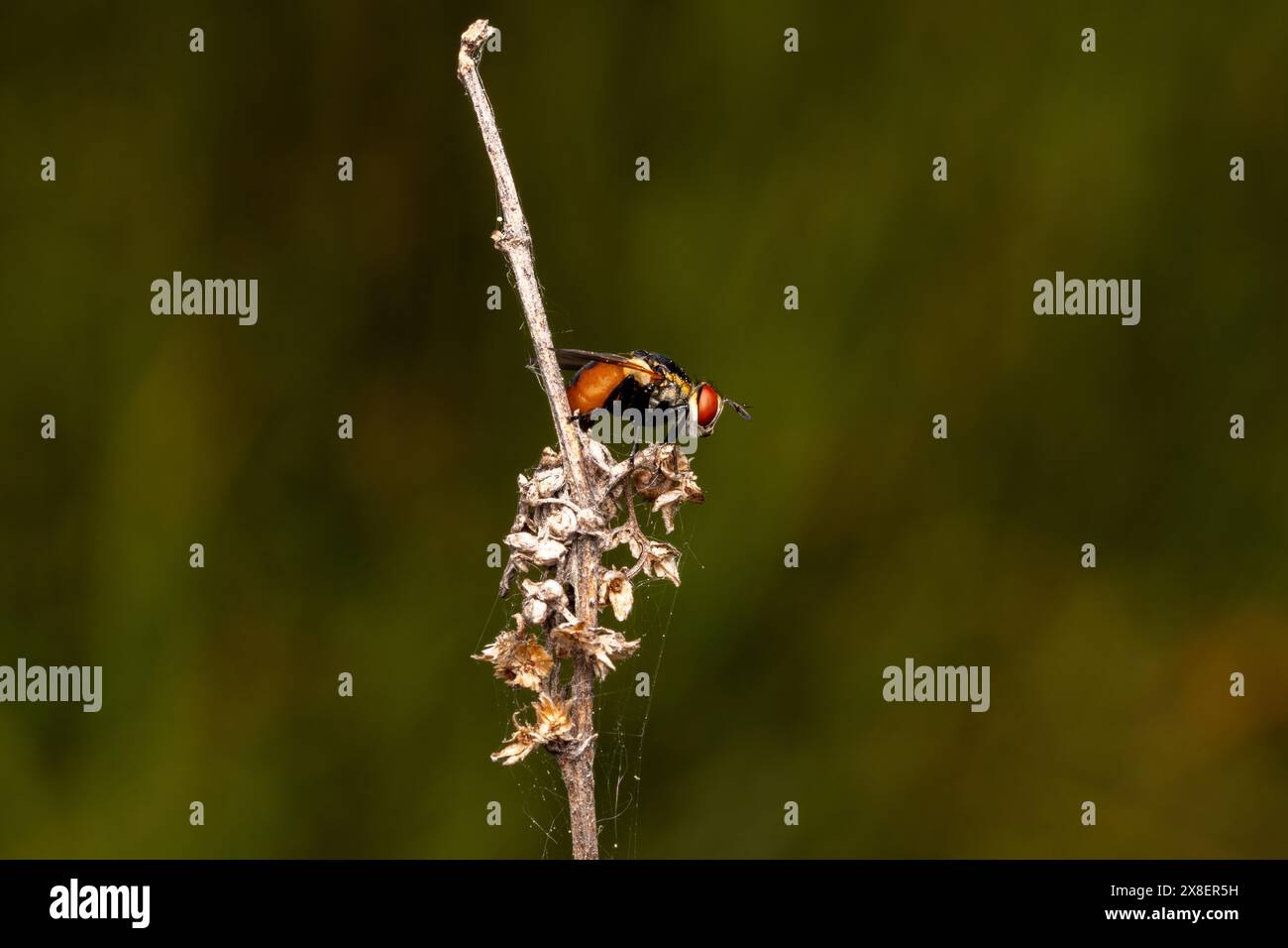 Gymnosoma nudifrons Family Tachinidae Genus Gymnosoma Bristle Fly wild ...