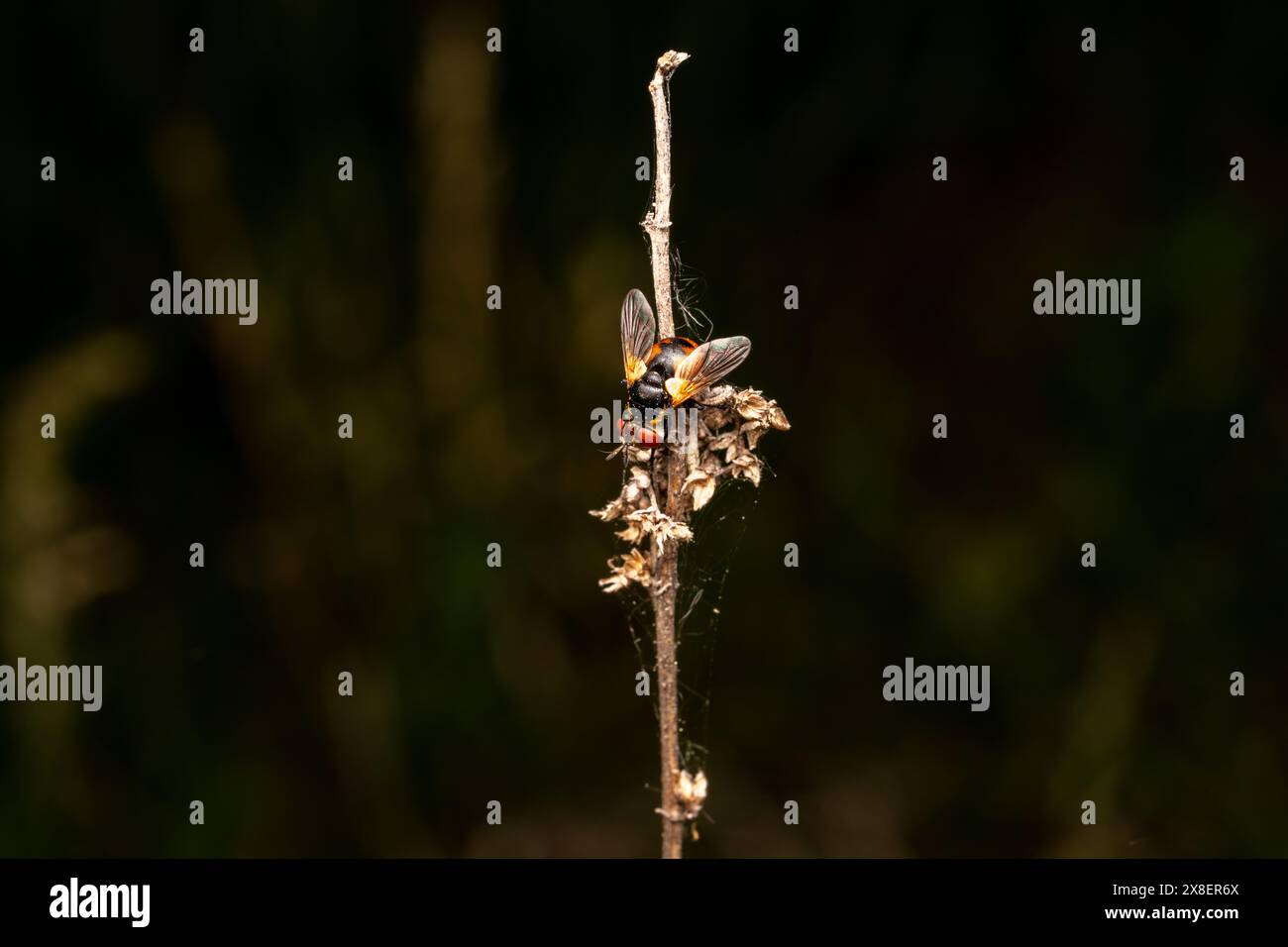 Gymnosoma nudifrons Family Tachinidae Genus Gymnosoma Bristle Fly wild ...