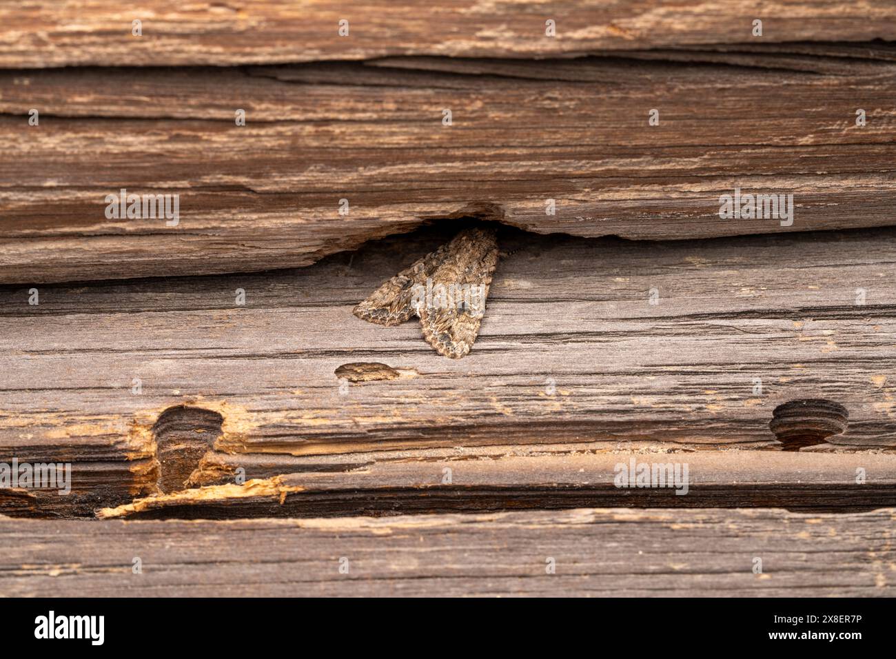 Anarta trifolii Hadula trifolii Family Noctuidae Genus Hadula Nutmeg ...
