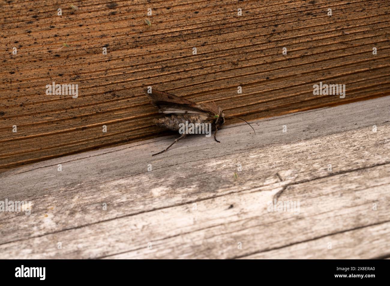 Agrotis exclamationis Family Noctuidae Genus Agrotis Heart and dart ...