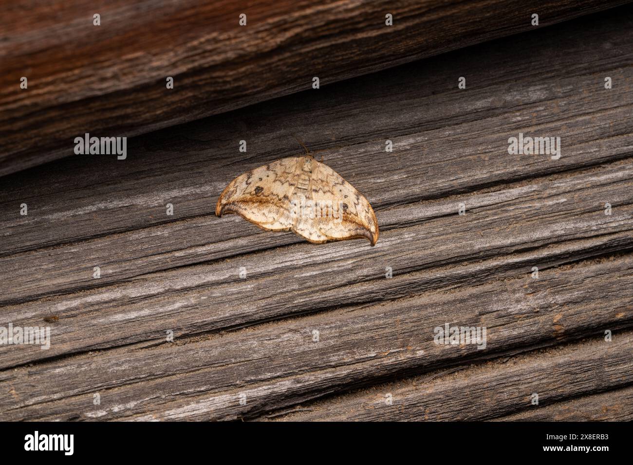 Drepana hi-res stock photography and images - Alamy