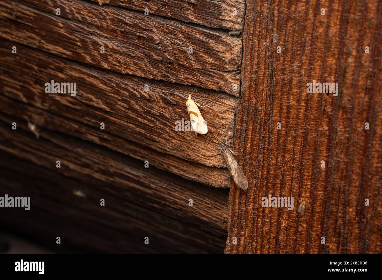 Aethes smeathmanniana Family Tortricidae Genus Aethes Smeathmann's ...