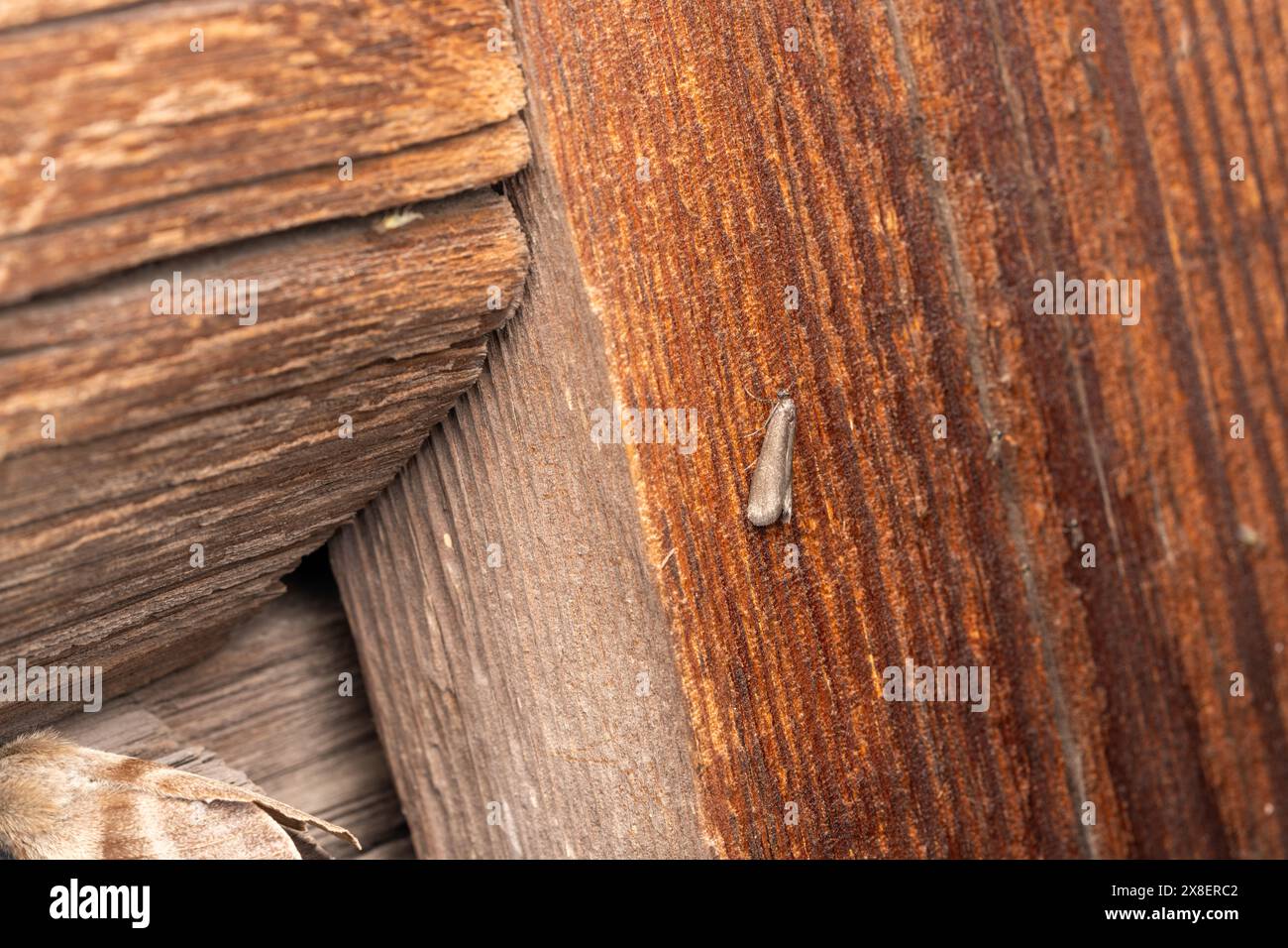 Episcythrastis tetricella Family Pyralidae Genus Episcythrastis Knot ...