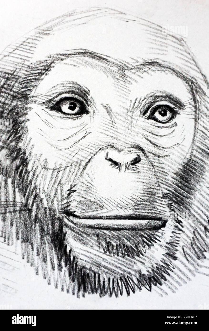hand drawn sketch drawing chimpanzee Stock Photo - Alamy