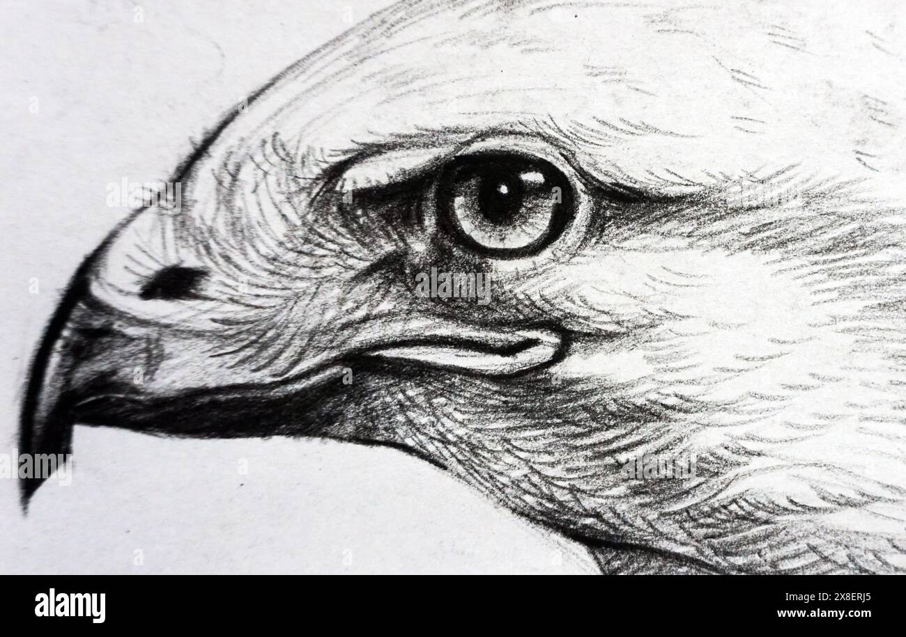 hand drawn sketch drawing eagle and hawk Stock Photo - Alamy