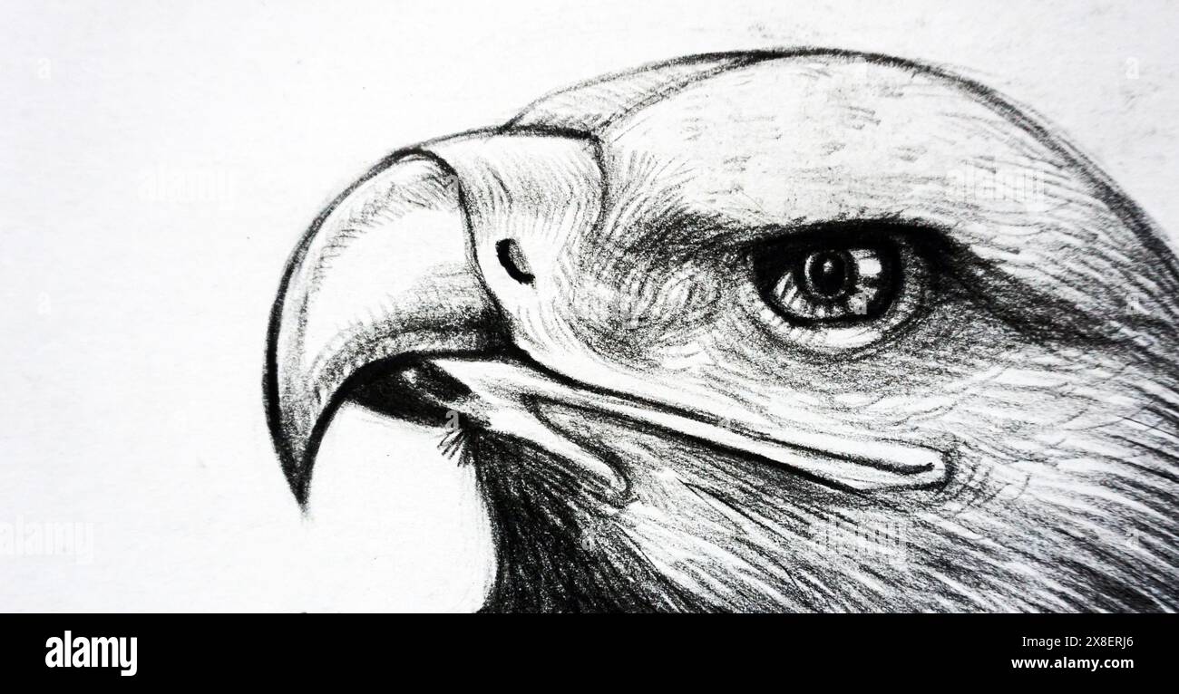 hand drawn sketch drawing eagle and hawk Stock Photo - Alamy