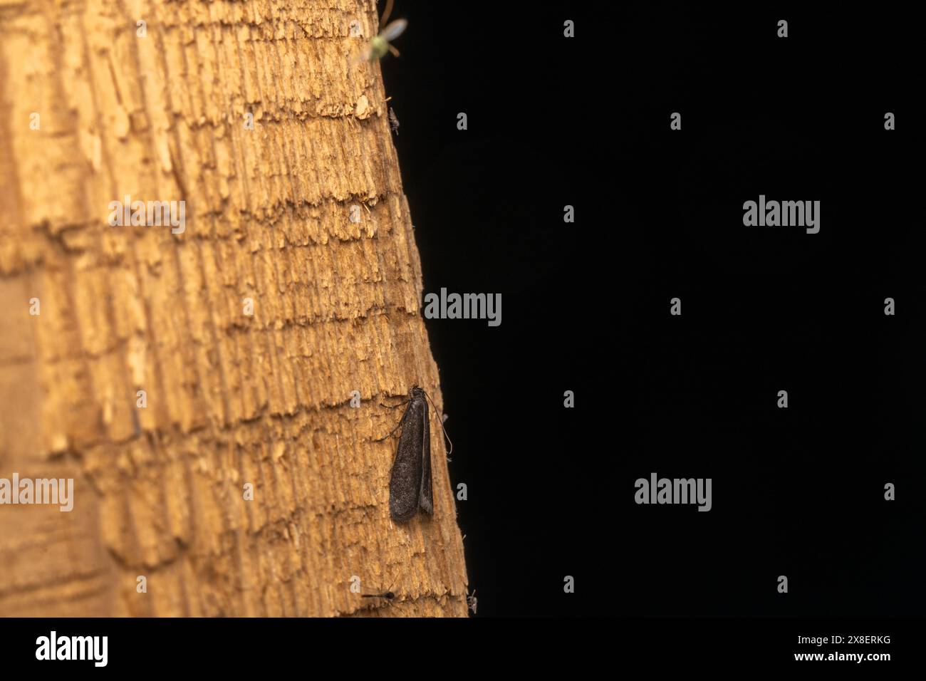 Episcythrastis tetricella Family Pyralidae Genus Episcythrastis Knot ...