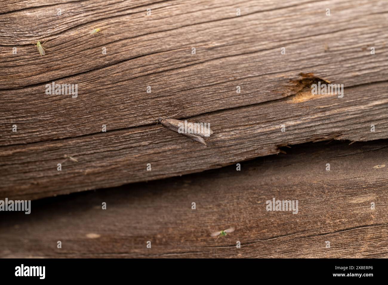 Episcythrastis tetricella Family Pyralidae Genus Episcythrastis Knot ...