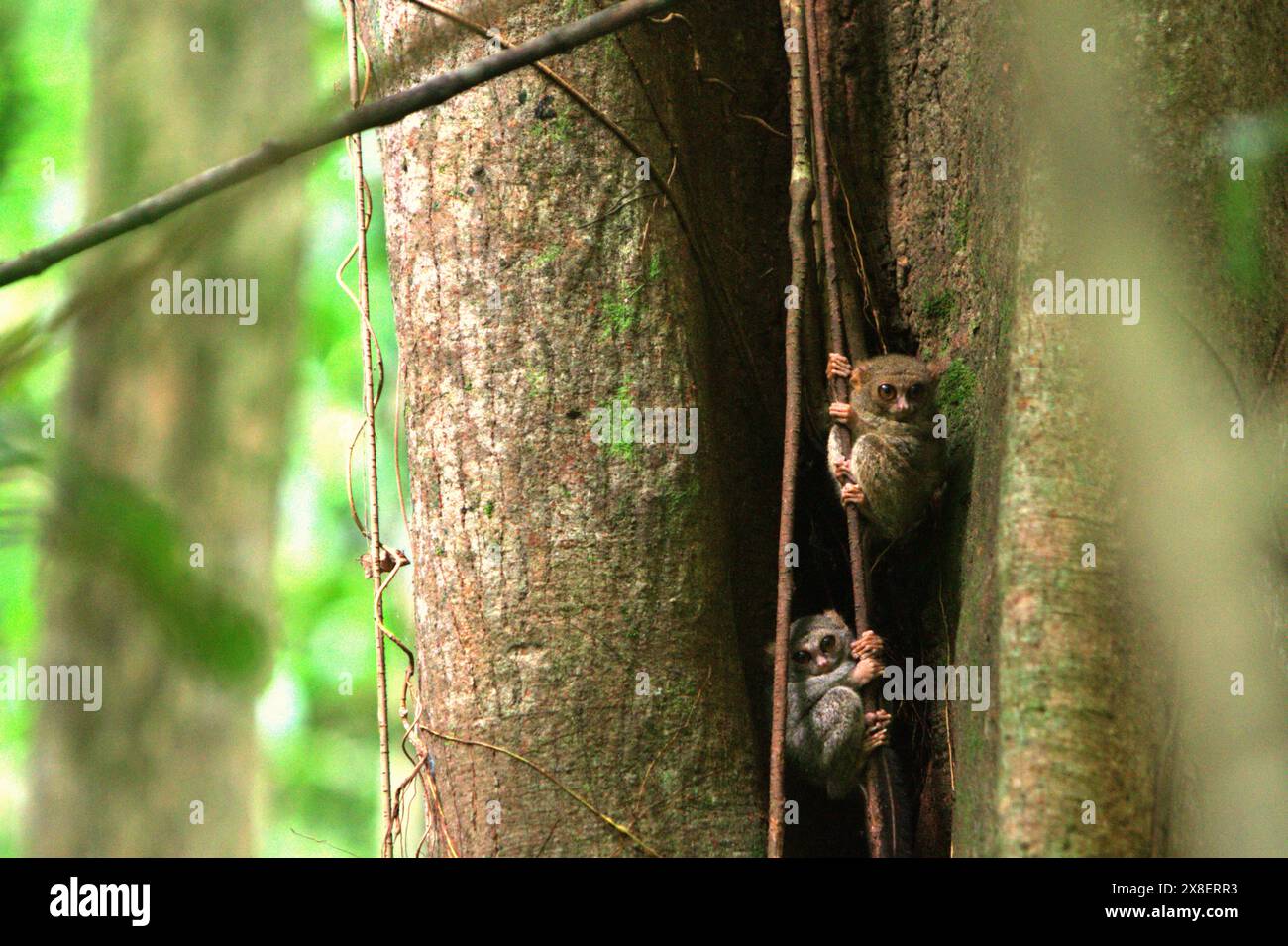Spectral tarsiers (Tarsius spectrumgurskyae), nocturnal primate, on ...
