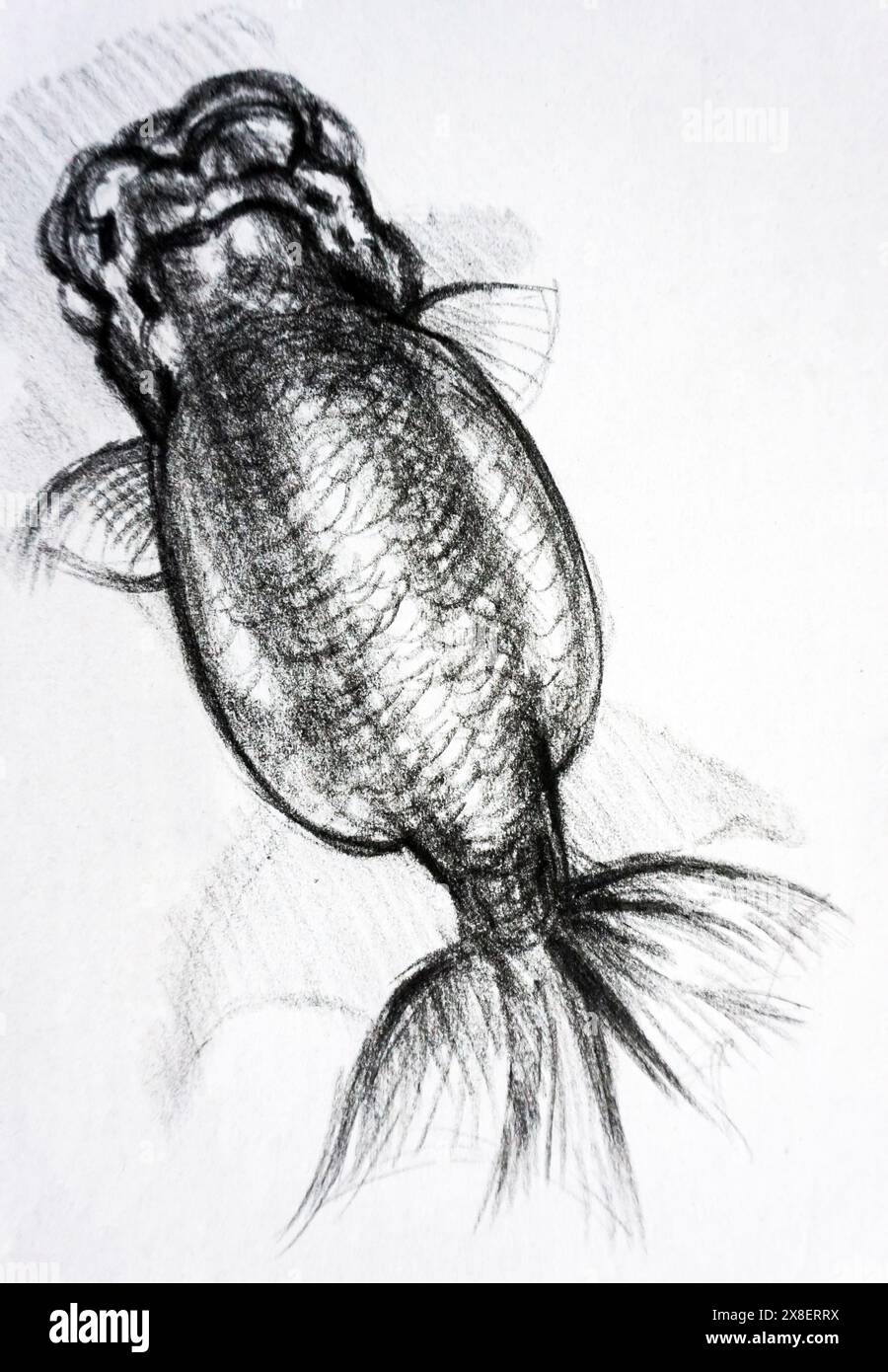 hand drawn sketch drawing goldfish Stock Photo - Alamy