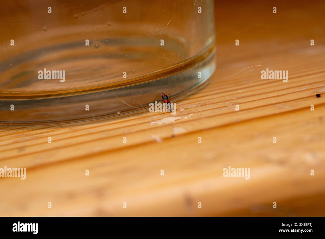 Anthocomus equestris Family Melyridae Genus Anthocomus Eurasian Red-and ...