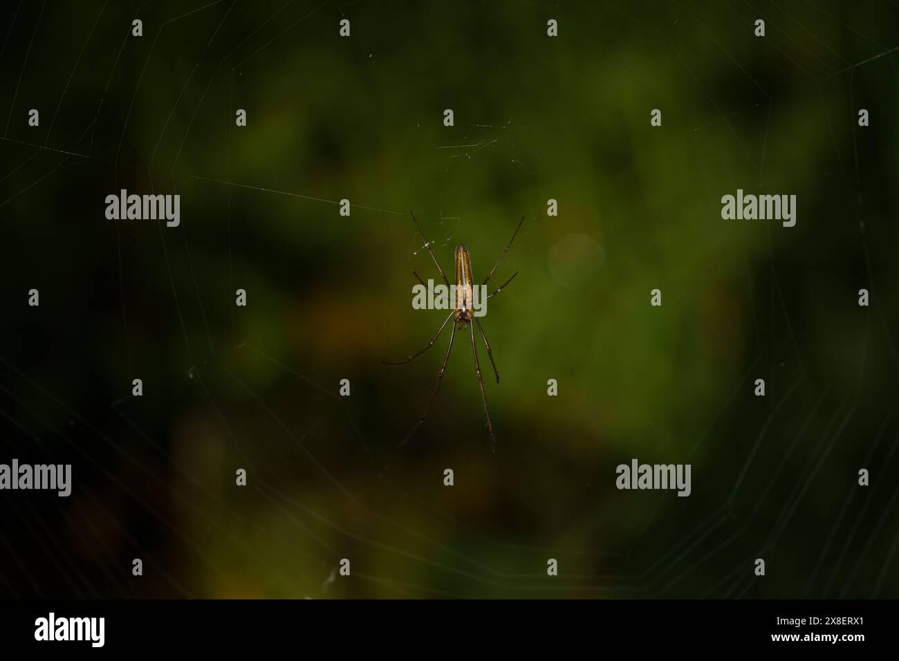 Tetragnatha obtusa Genus Tetragnatha Family Tetragnathidae Blunt ...