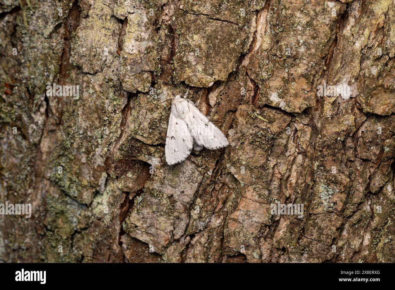 Acronicta leporina Family Noctuidae Genus Acronicta Miller moth wild ...