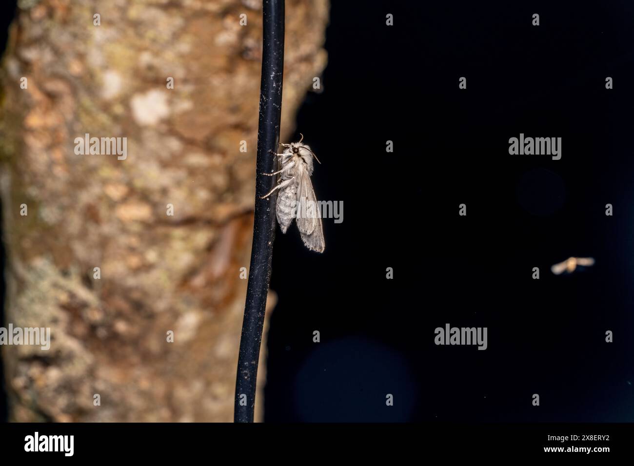 Acronicta leporina Family Noctuidae Genus Acronicta Miller moth wild ...