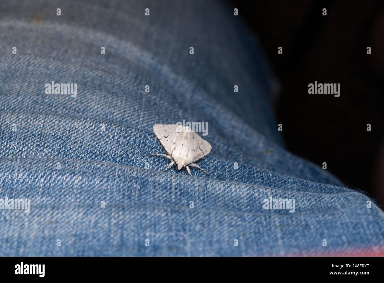 Acronicta leporina Family Noctuidae Genus Acronicta Miller moth wild ...
