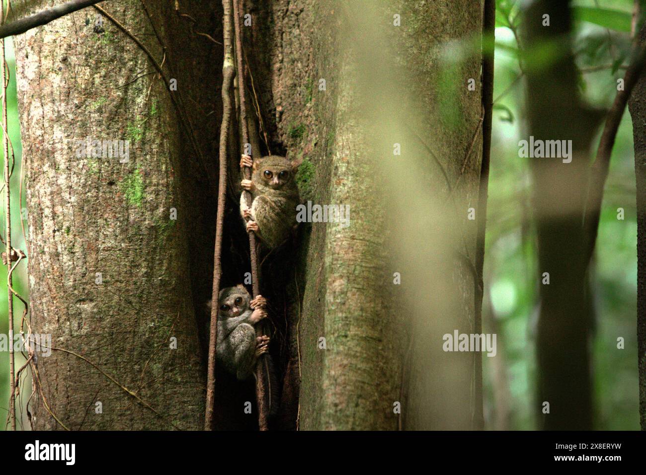 Spectral tarsiers (Tarsius spectrumgurskyae), nocturnal primate, on ...