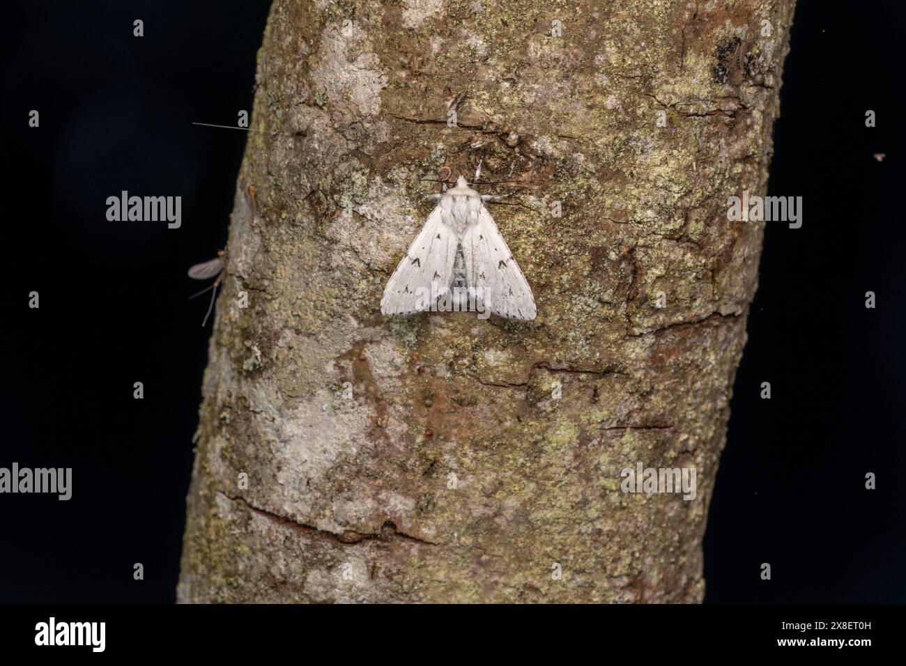 Acronicta leporina Family Noctuidae Genus Acronicta Miller moth wild ...