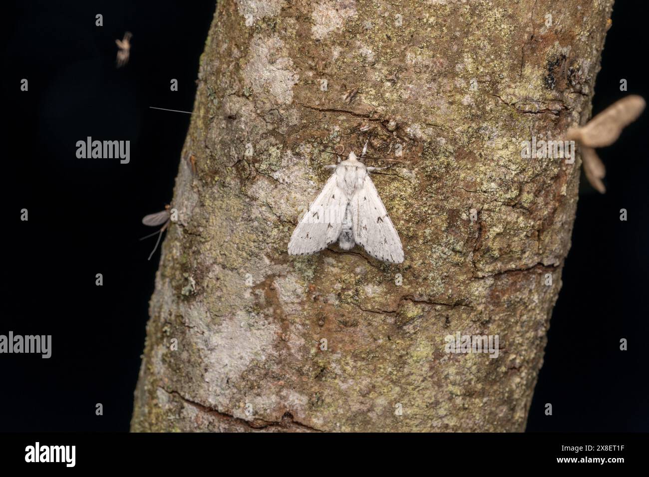 Acronicta leporina Family Noctuidae Genus Acronicta Miller moth wild ...